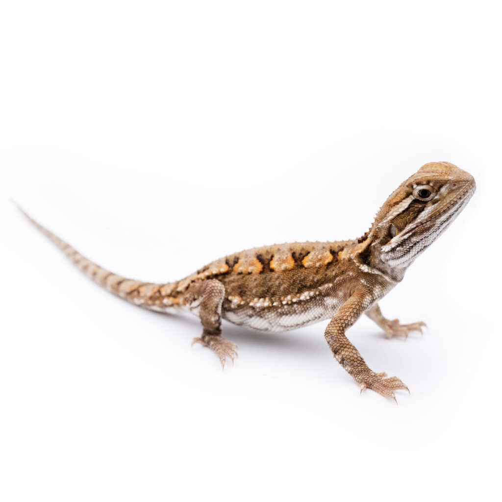 Kääpiö Parta-agama Pogona henrylawsonii netistä | Tropicals Oy