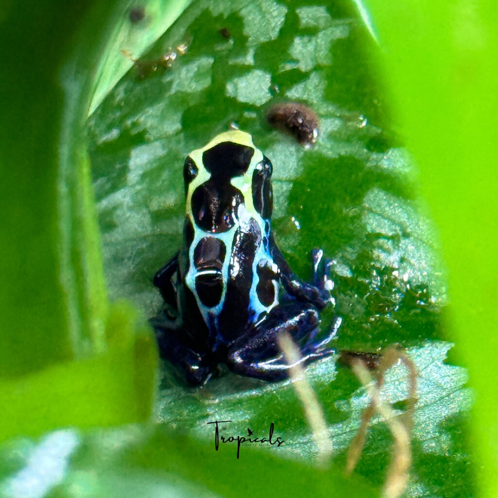 Dendrobates tinctorius "Koetari river" netistä | Tropicals Oy