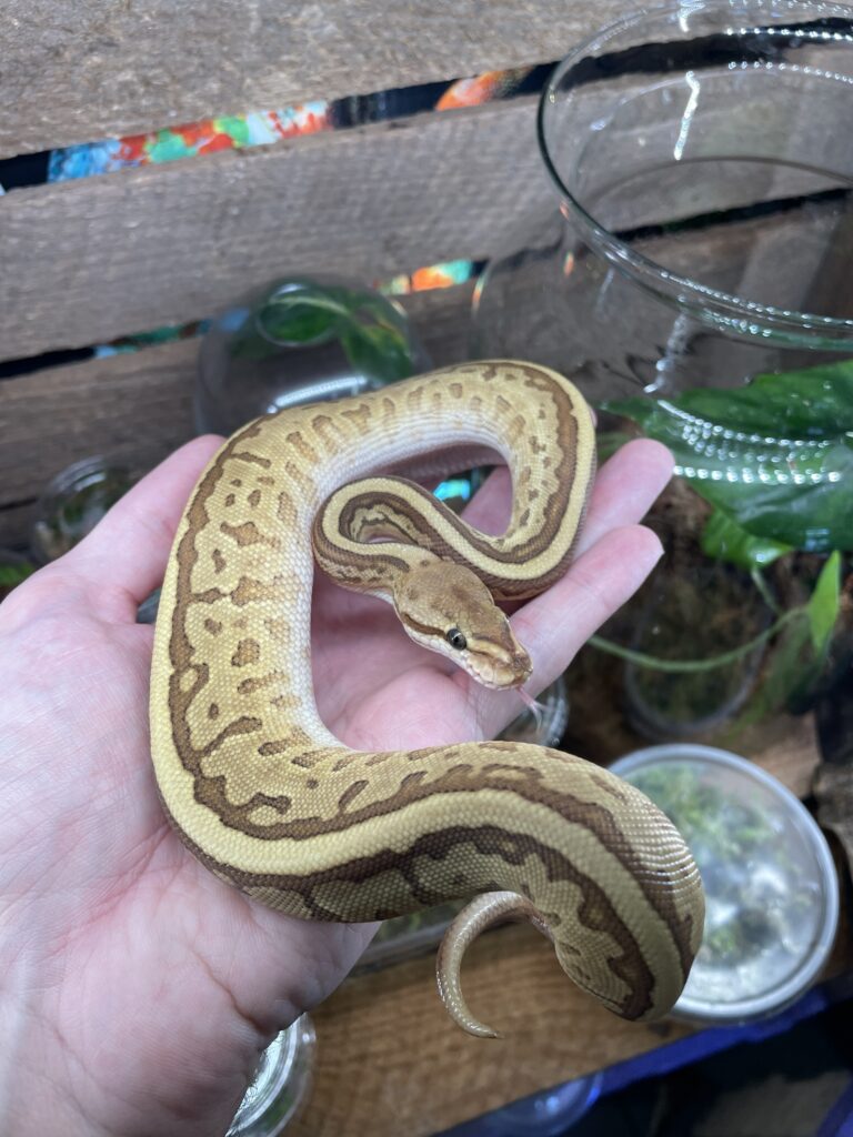 Kuningaspyton Butter Leopard Pinstripe Vanilla 0.1 CB25 C405 netistä ...